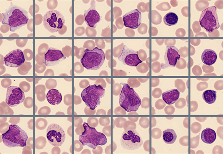 Education | CellaVision